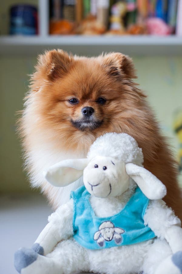 Funny Pomeranian with Toy Sitting in an Interior Stock Photo - Image of ...