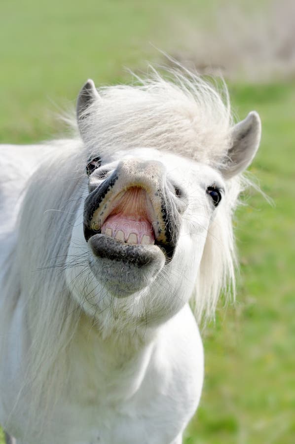 Funny Pony stock photo. Image of face, dentition, portrait - 30904552