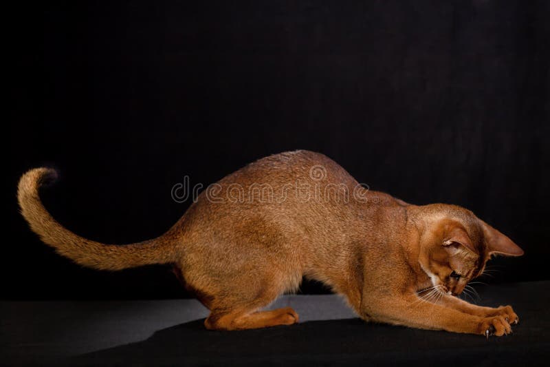A Funny Portrait of an Abyssinian Cat Sharpening Its Claws on a Black ...
