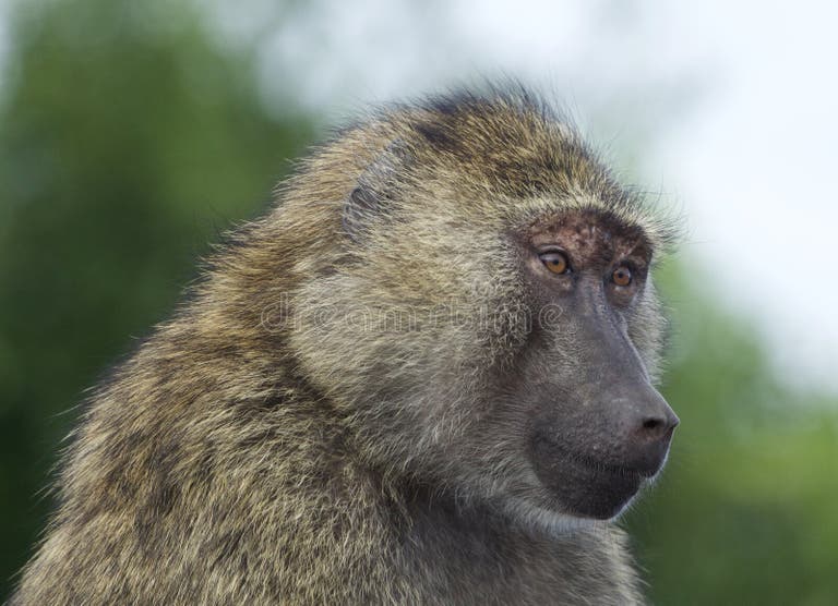 Funny portrait of a baboon stock image. Image of ischial - 59436411