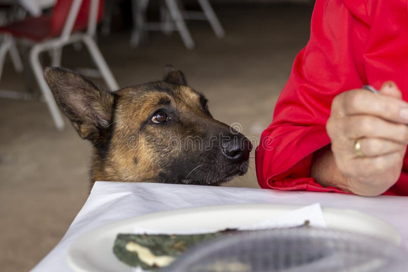 Funny Portrait of Dog Begging for Food on Table Stock Image - Image of ...