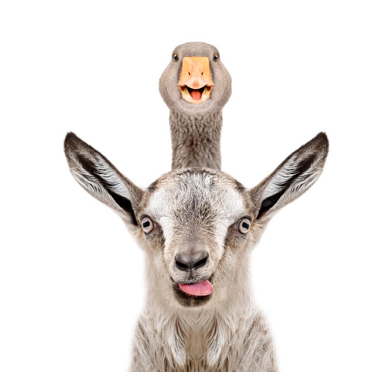 Portrait of a Goat in Sunglasses Showing Tongue Stock Photo - Image of ...