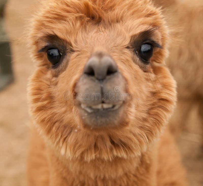 Funny Portrait of Lama Guanaco Stock Photo - Image of face, fauna: 60994416