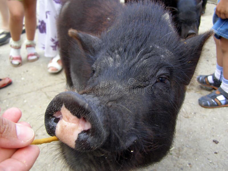 904 Fat Black Pig Portrait Stock Photos - Free & Royalty-Free Stock ...