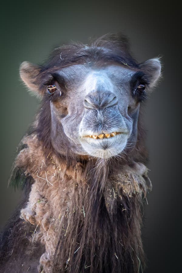 The Smiling Camel in Himalaya Desert Stock Image - Image of colorful ...