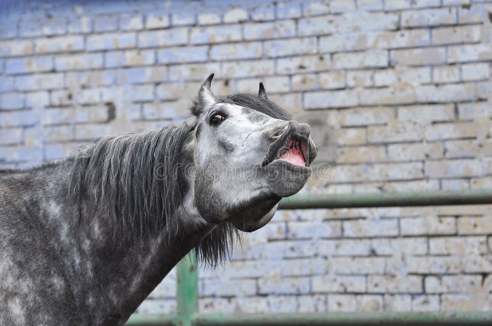 Funny Portrait of Snorting Horse Stock Photo - Image of grey, sneezing ...