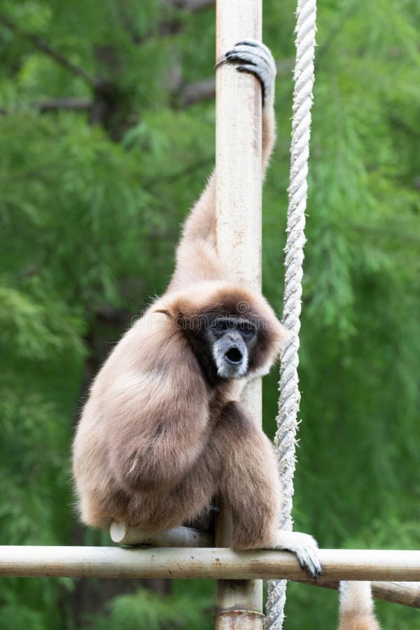 Funny Pose of Brown Gibbon stock image. Image of young - 322365641