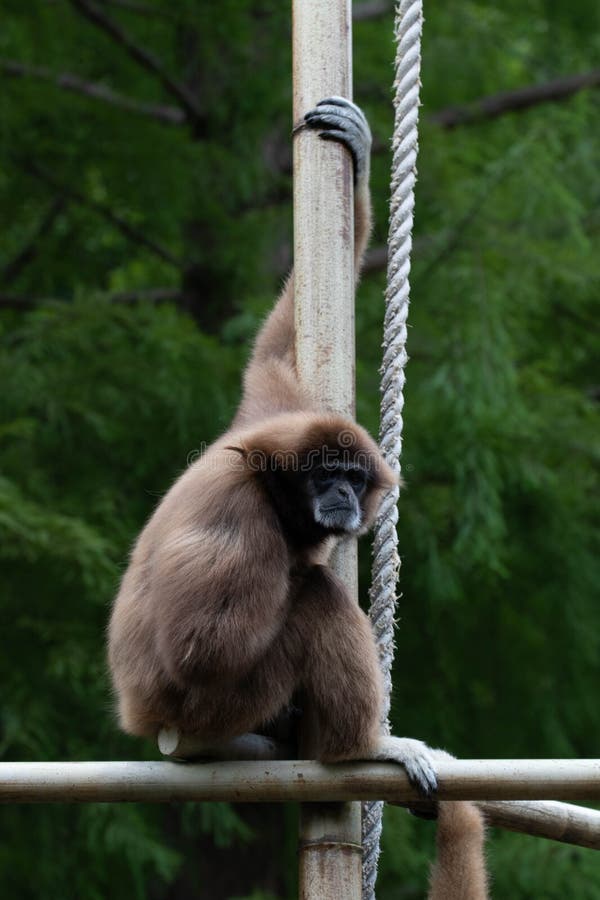 Funny Pose of Brown Gibbon stock image. Image of young - 322365647