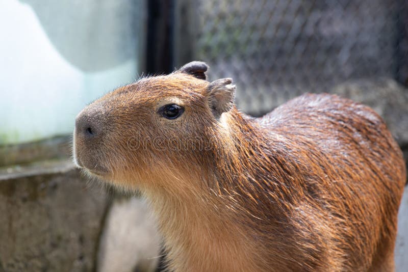 Funny pose of Capybara stock photo. Image of adorable - 232854858