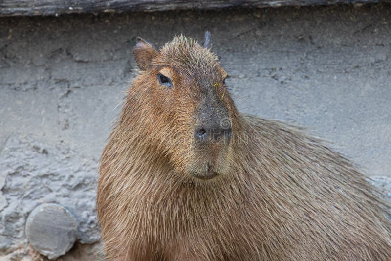 Funny pose of Capybara stock photo. Image of water, animal - 232854888