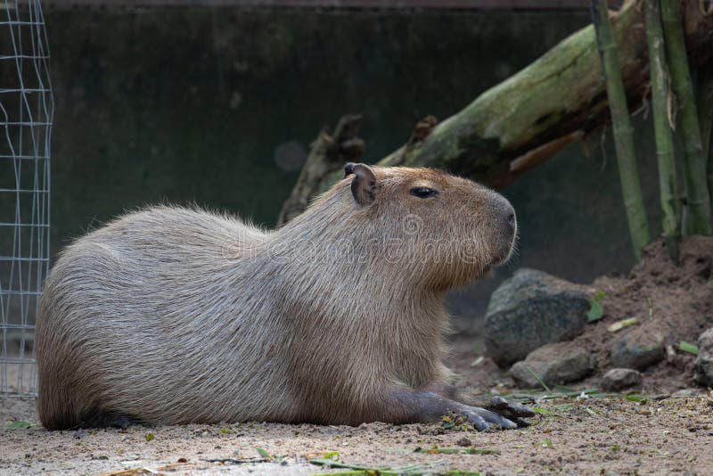 Funny pose of Capybara stock photo. Image of looking - 232854800