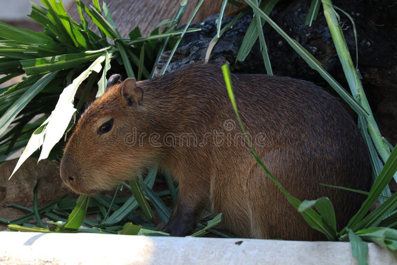 Close Up Capybara Eating Grass Stock Photo - Image of whiskers ...