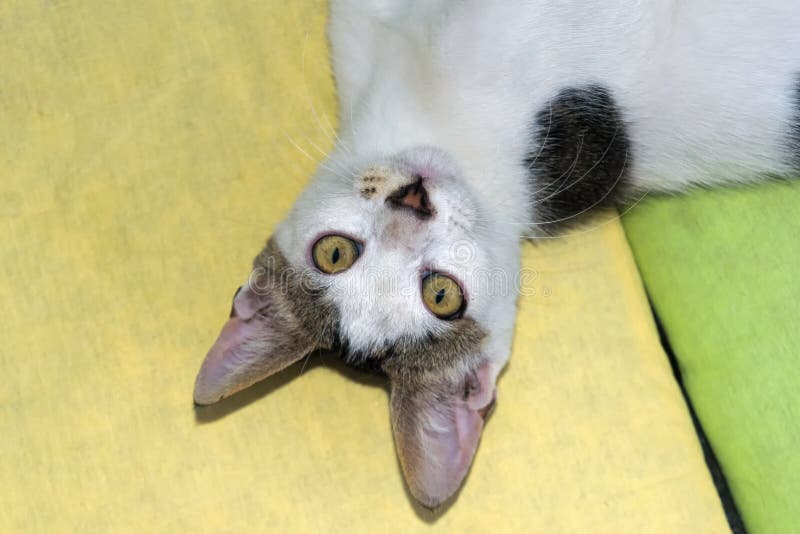 Funny Pose of Cat on a Yellow and a Green Pillow Looking Backwards at ...