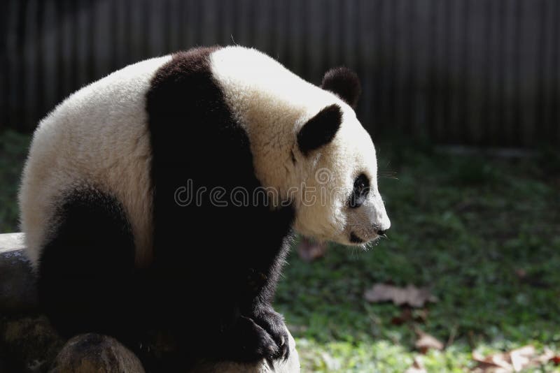 Close Up Fluffy Panda, Chengdu Panda Base Stock Photo - Image of ...