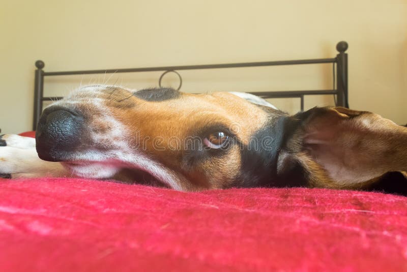 Funny Pose of a Dog on a Bed Looking Backwards at the Camera. Stock ...