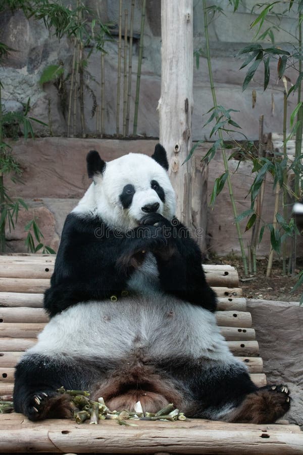 Lei Lei, a Female Panda in Fuzhou Zoo, China Stock Photo - Image of ...