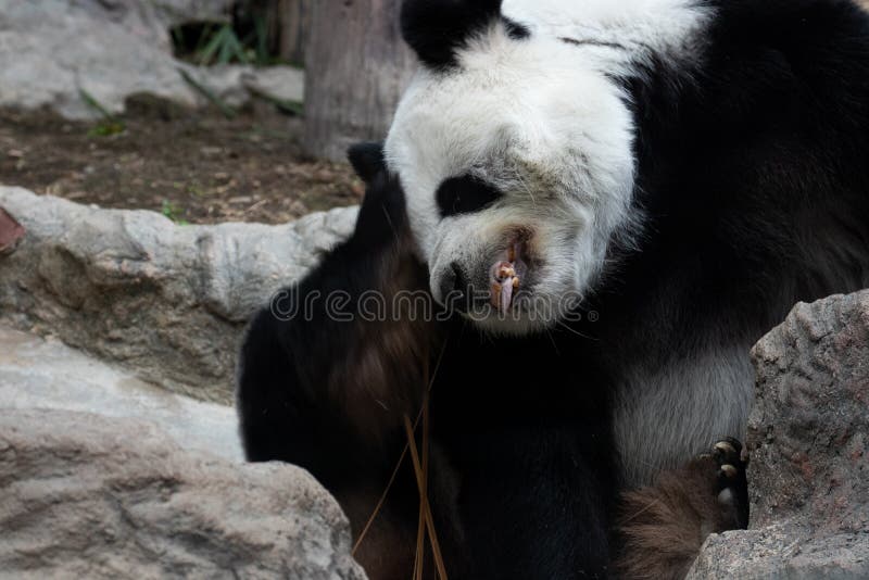 Lei Lei, a Female Panda in Fuzhou Zoo, China Stock Photo - Image of ...