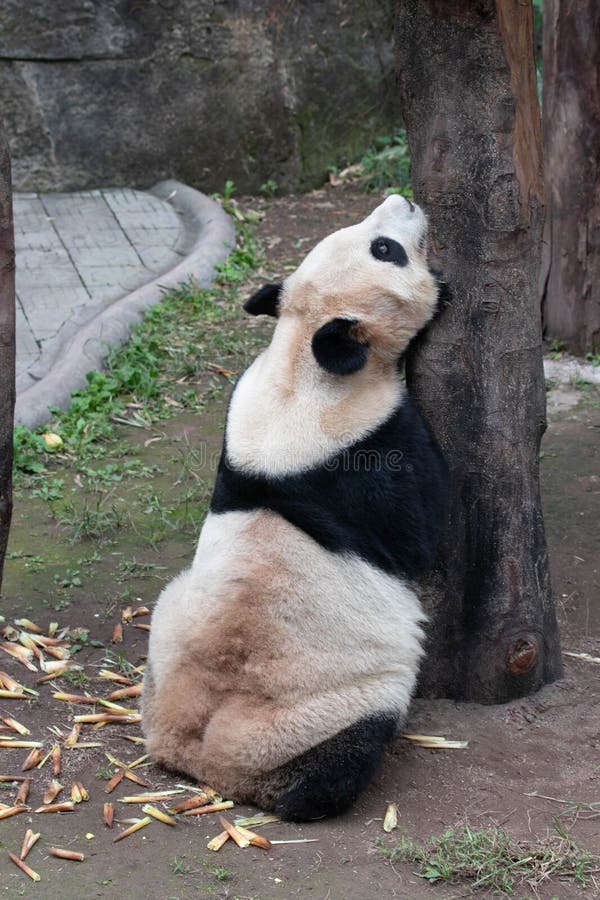 Funny Pose of Fluffy Chubby Panda Stock Photo - Image of cuddly, white ...