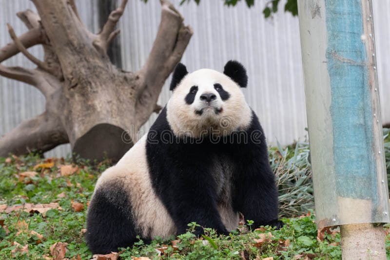 Funny Pose of Fluffy Panda, China Stock Image - Image of lovely, black ...