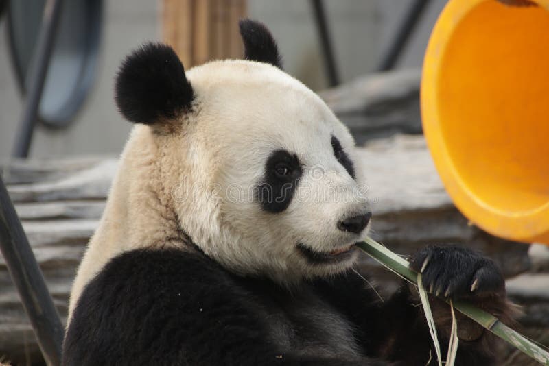 Cute Giant Panda in China, Round Face Panda Stock Image - Image of ...