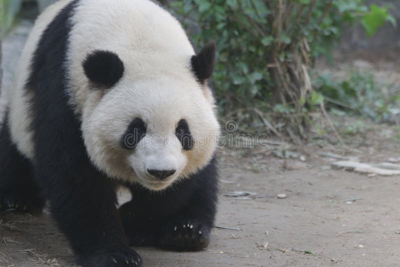 Funny Pose of Giant Panda stock photo. Image of panda - 121022872