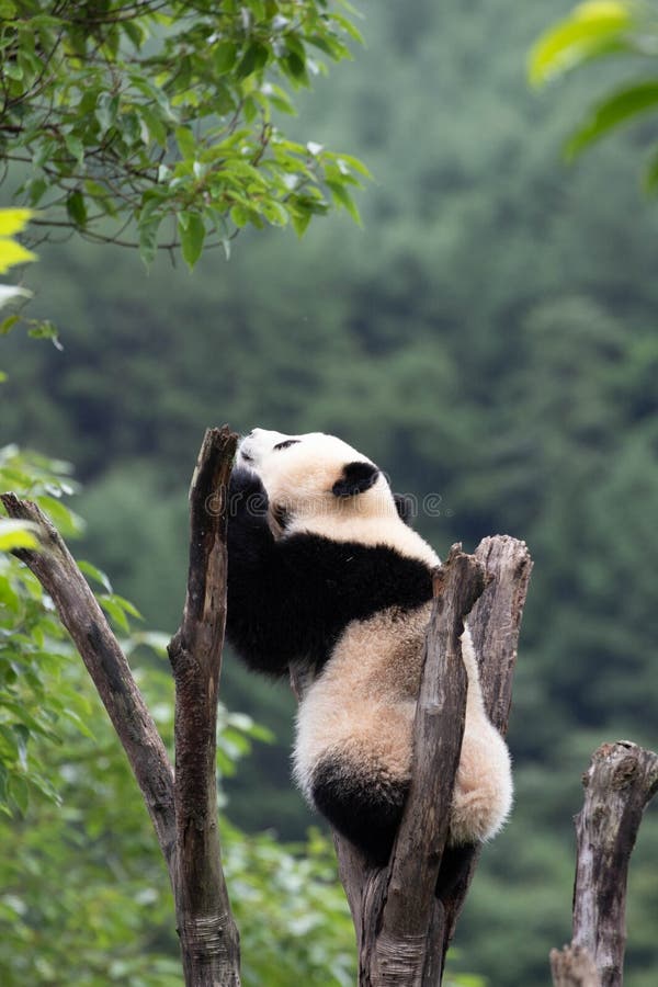 Little Panda on the Tree, Wolong Panda Base Stock Photo - Image of ...