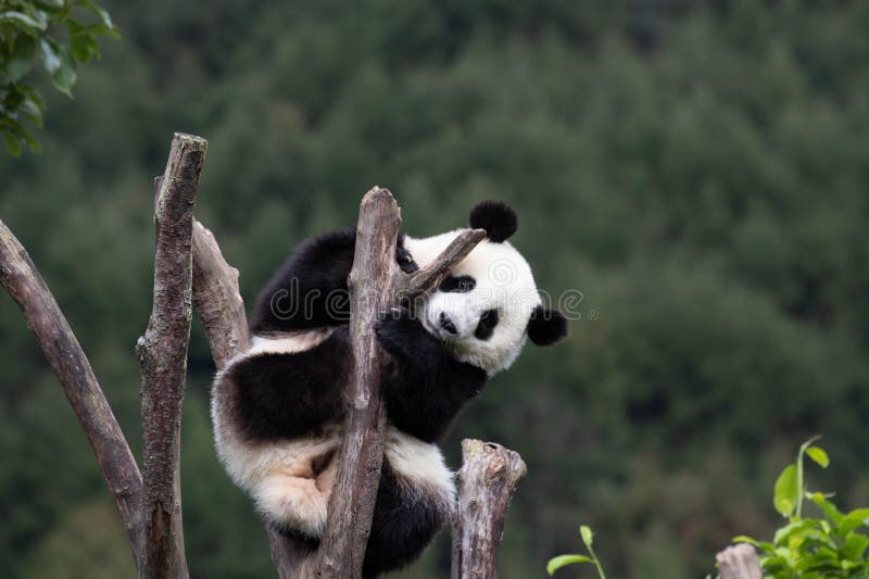 Funny Pose of Little Panda on the Tree, Wolong Panda Base, China Stock ...