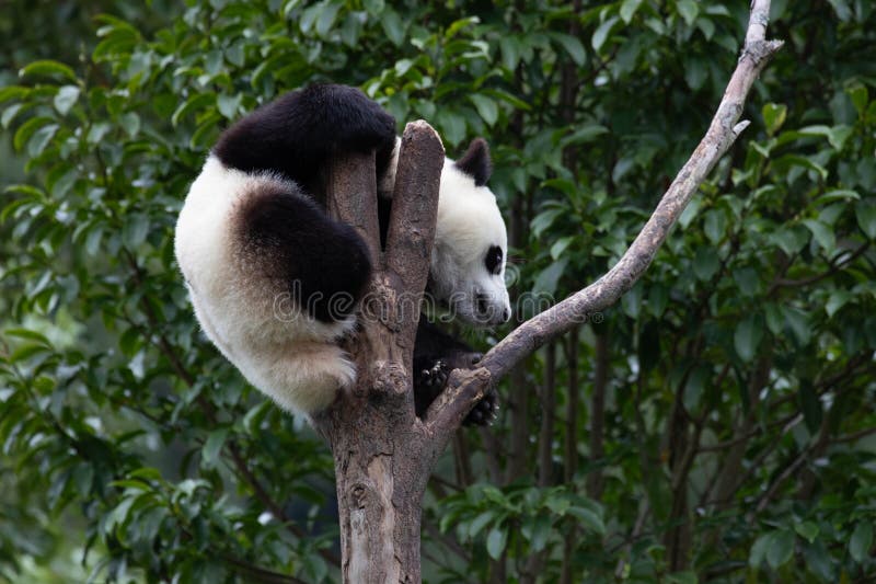 Funny Pose of Little Panda on the Tree, Wolong Panda Base, China Stock ...