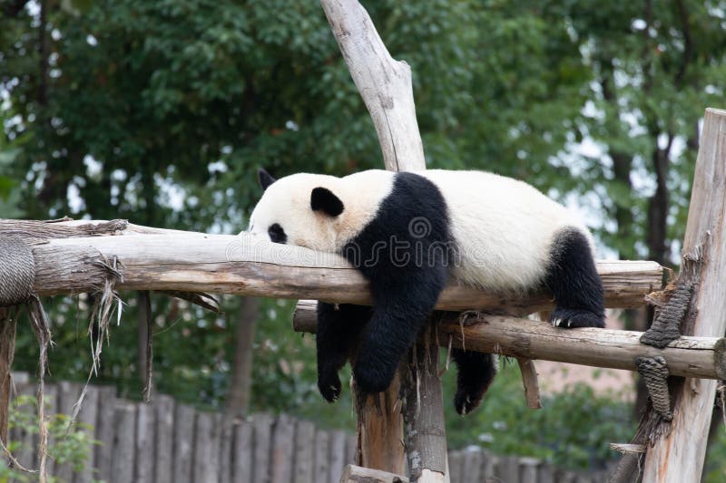 Close Up Funny Sleeping Panda, Chengdu Panda Base, China Stock Image ...
