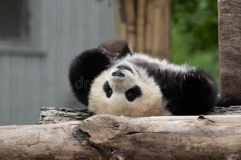 Funny Pose of Sleeping Panda, China Stock Photo - Image of wildlife ...