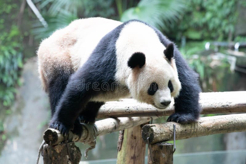 Funny Pose of Sleeping Panda, Chongqing, China Stock Illustration ...