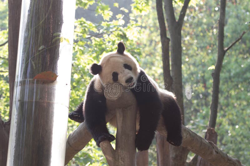 Funny Pose of Sleeping Panda Stock Image - Image of ailuropoda, habitat ...