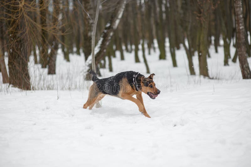 Funny Pretty Dog Running in a Snow Stock Image - Image of agile, breed ...