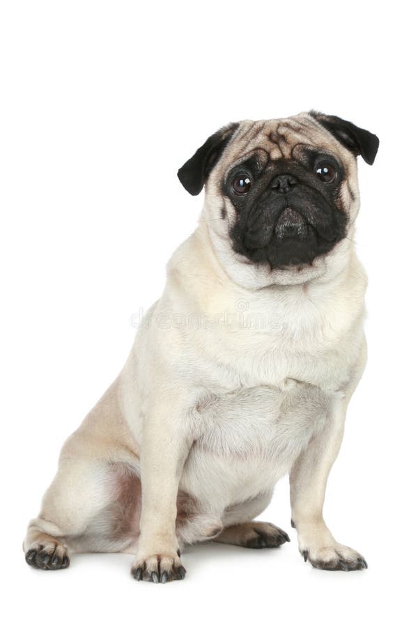 130+ Funny pug Free Stock Photos - StockFreeImages