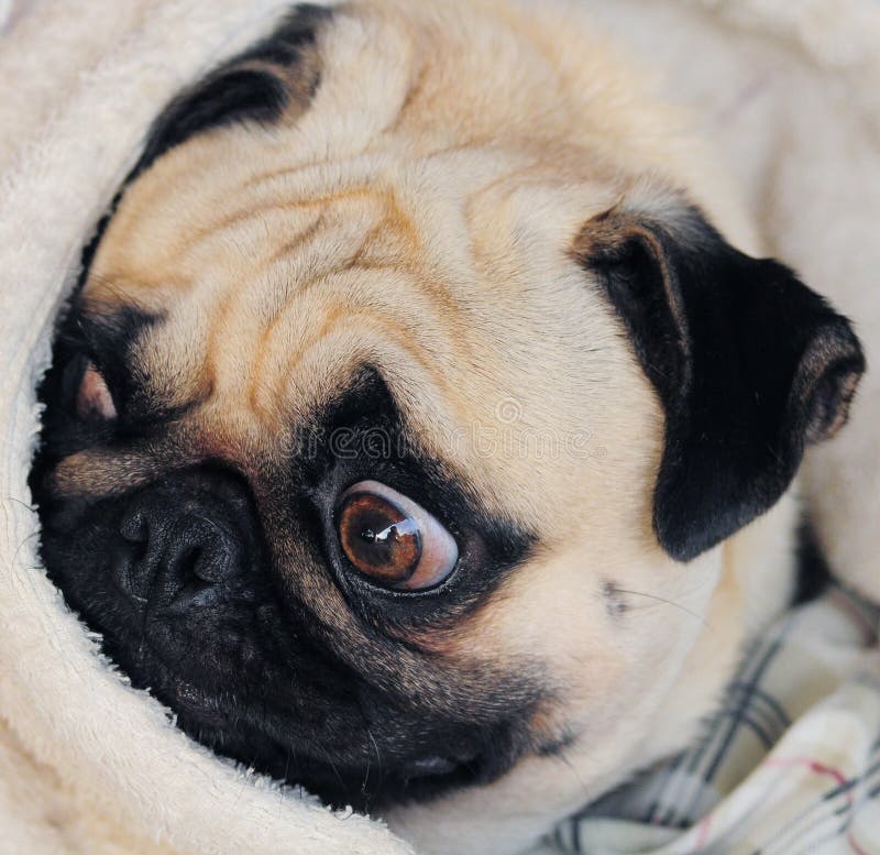 Funny pug stock photo. Image of puppy, facial, love, good - 29666674