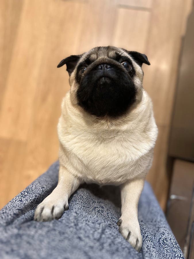 3,840 Funny Fat Dog Stock Photos - Free & Royalty-Free Stock Photos ...