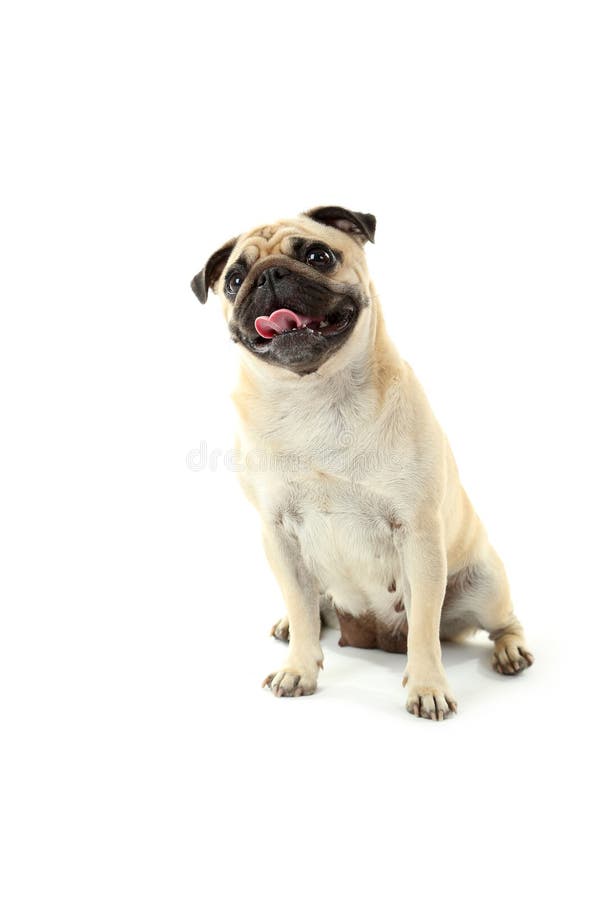 Funny pug dog stock photo. Image of closeup, funny, sitting - 60168286