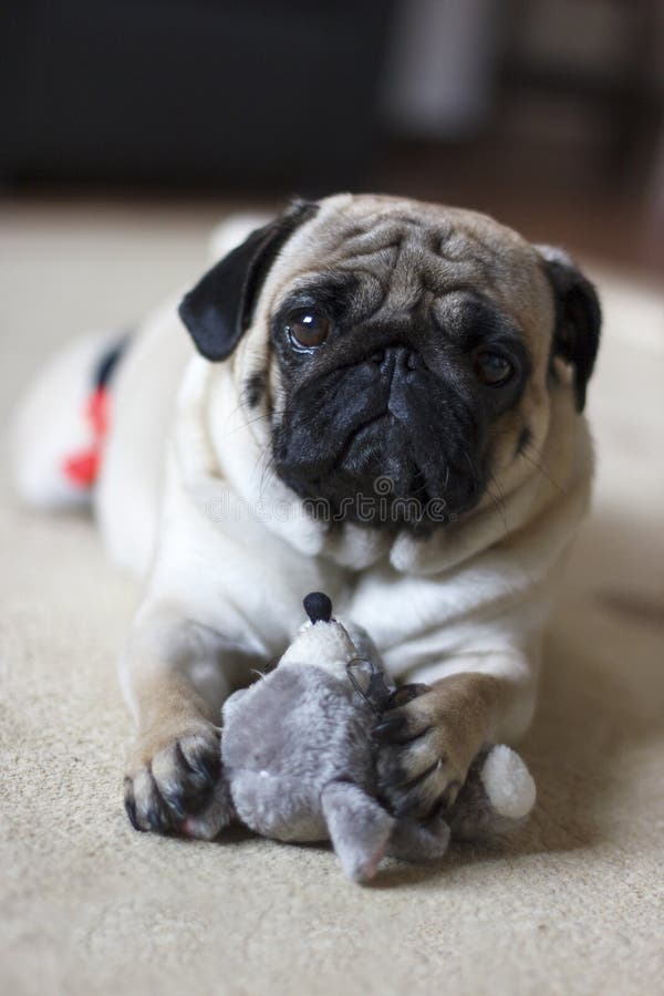 Funny Pug Dog Playing with Plush Toy Mouse Stock Image - Image of play ...