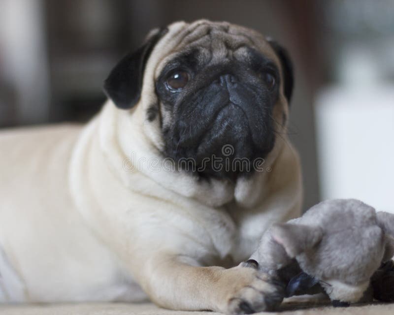 Funny Pug Dog Playing with Plush Toy Mouse Stock Image - Image of ...