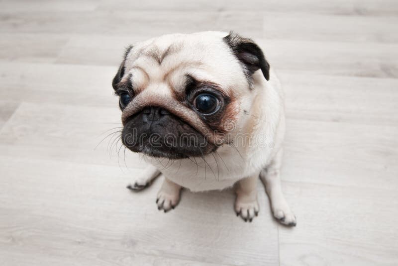 Funny pug. stock image. Image of look, protruding, animal - 68117647
