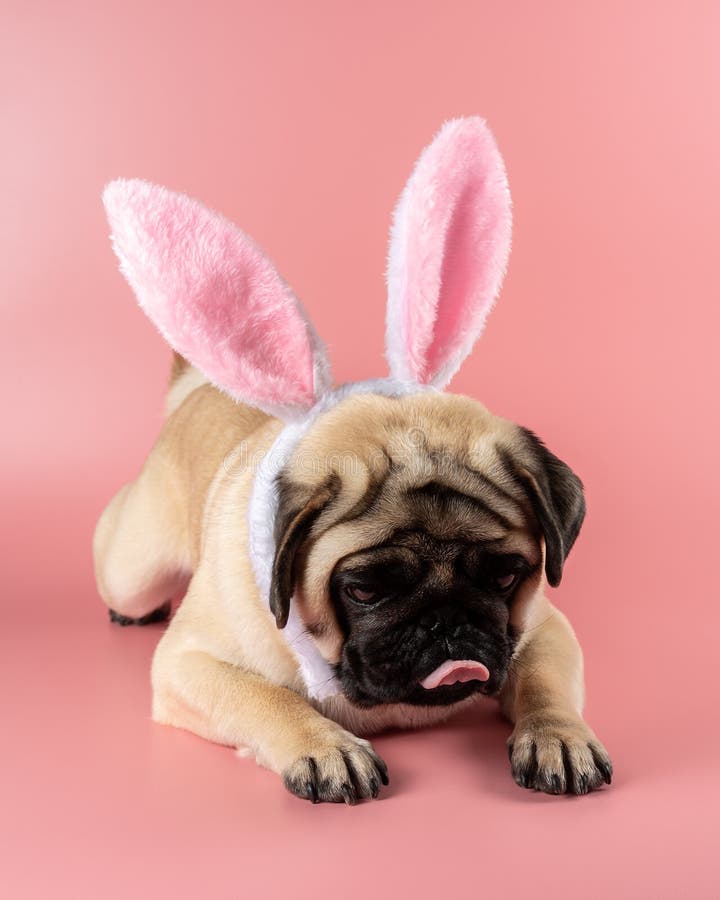 Funny Pug Dog Wearing Easter Bunny Ears on Pink Background Stock Photo ...