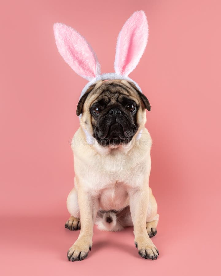 Funny Pug Dog Wearing Easter Bunny Ears on Pink Background Stock Photo ...