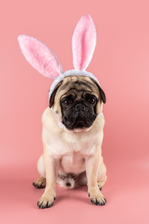 Funny Pug Dog Wearing Easter Bunny Ears on Pink Background Stock Photo ...