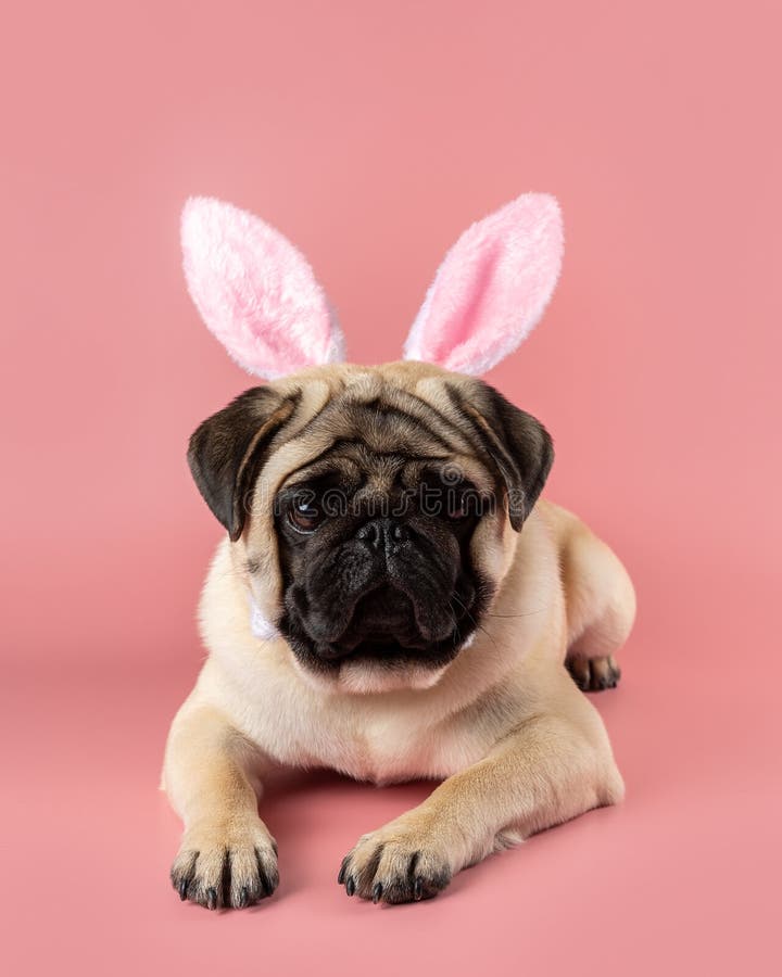 Funny Pug Dog Wearing Easter Bunny Ears on Pink Background Stock Photo ...