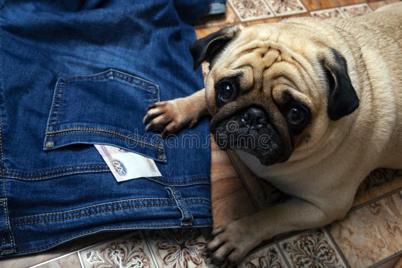 Funny Pug and Jeans with Money Stock Image - Image of doggy, adult ...