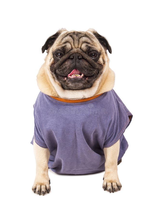 Funny pug portrait stock photo. Image of cute, canine - 40941694