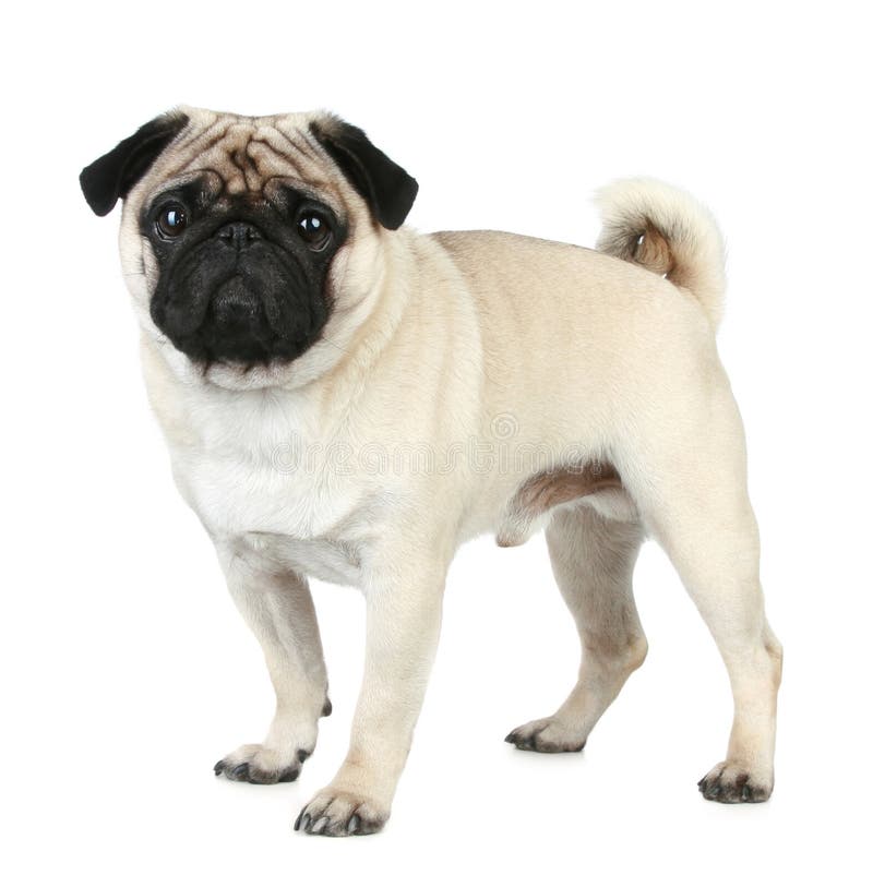 130+ Funny pug Free Stock Photos - StockFreeImages