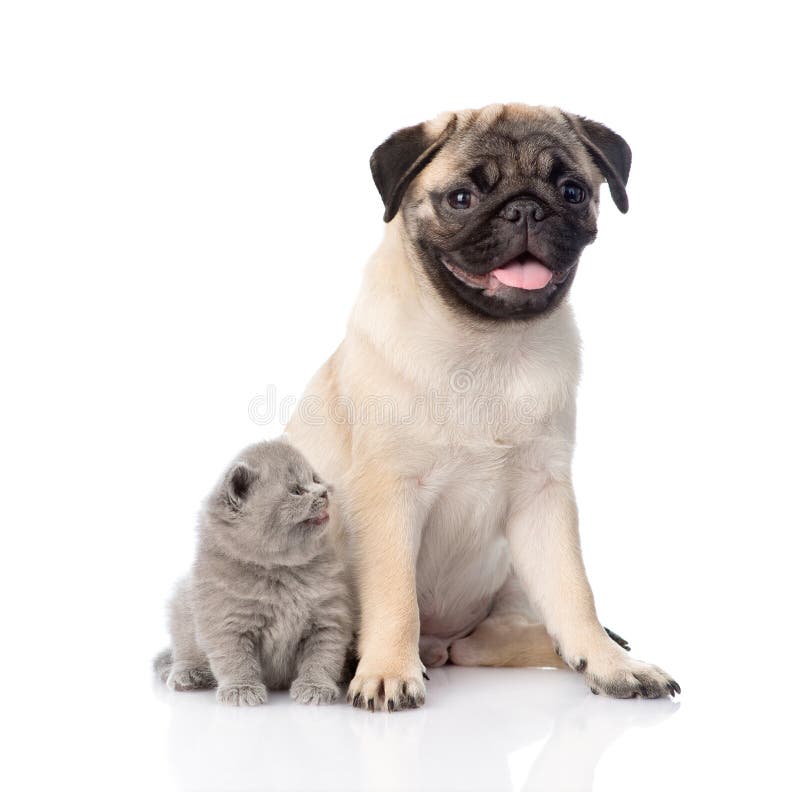 Funny Pug Puppy Sitting with Tiny Scottish Cat Together. Isolated on ...