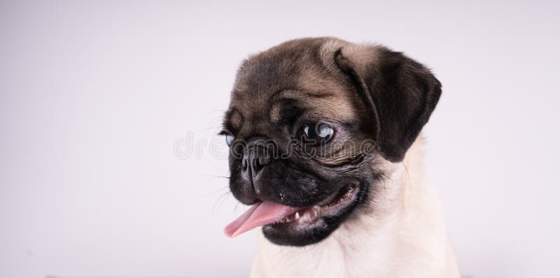 160 Pug Back View Photos - Free & Royalty-Free Stock Photos from Dreamstime