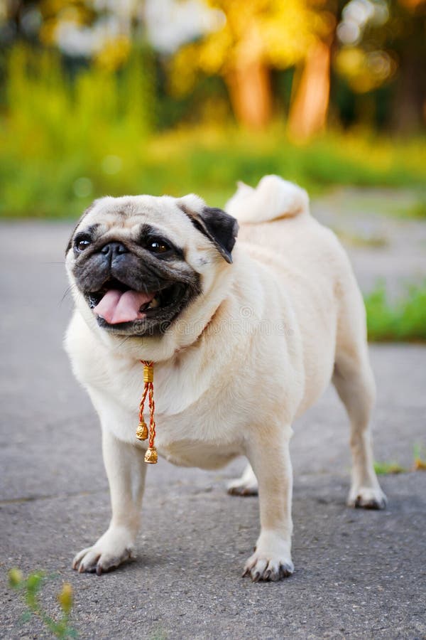 Funny Pug stock photo. Image of grass, purebred, animal - 42910590